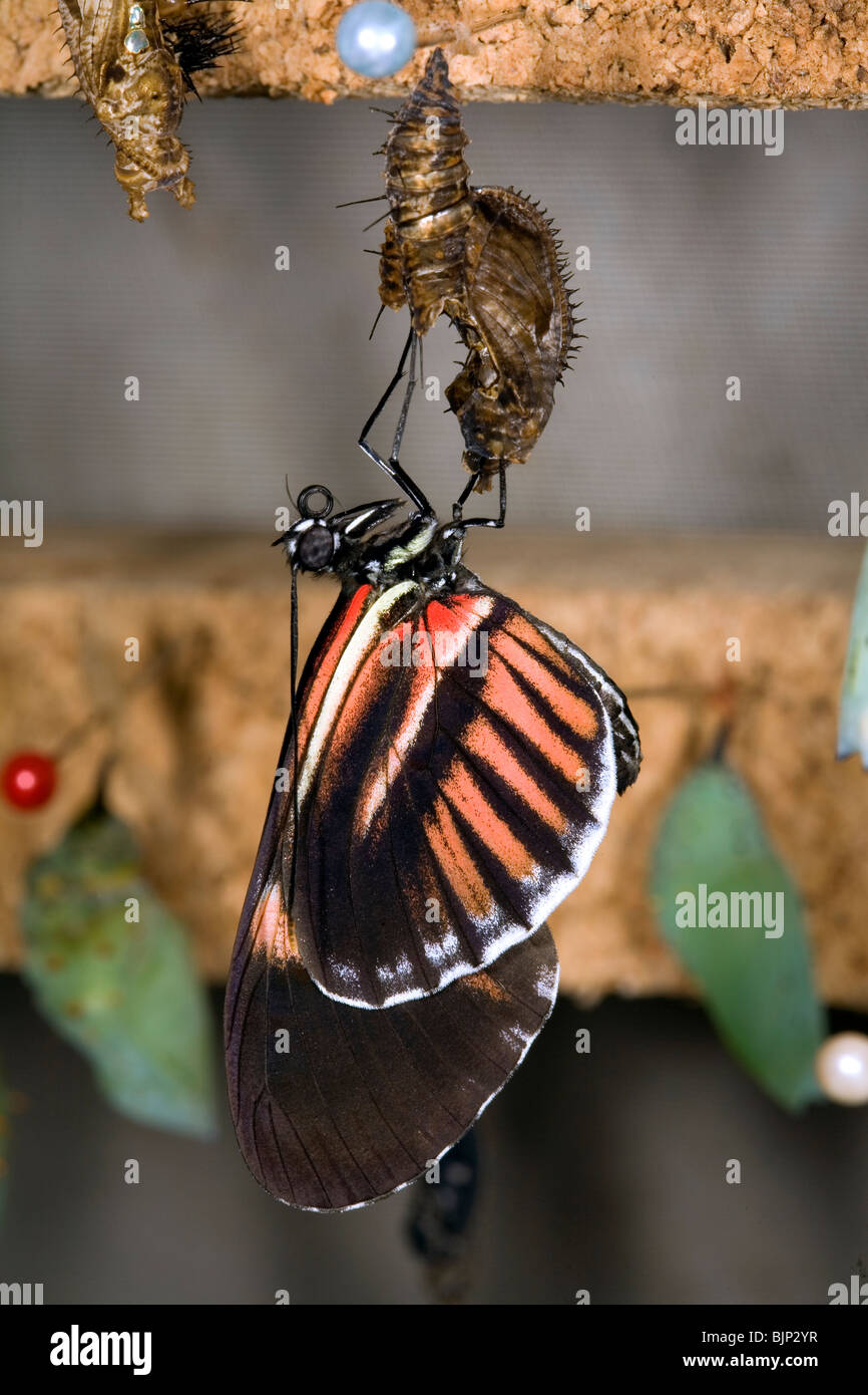 Heliconid hi-res stock photography and images - Alamy