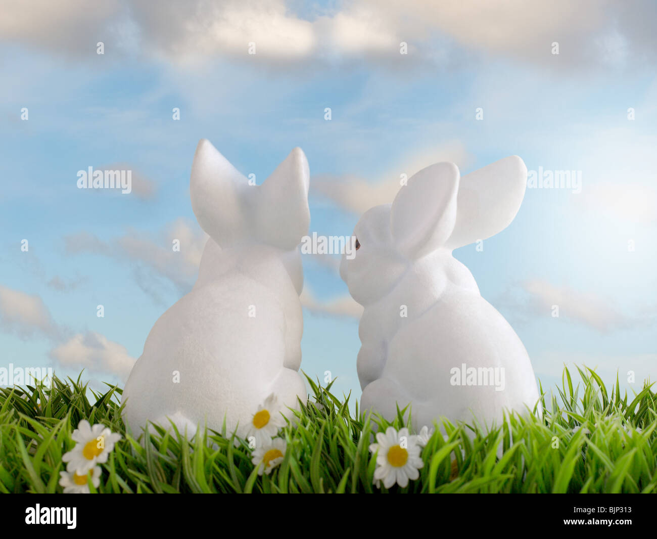 Two white rabbits Stock Photo - Alamy