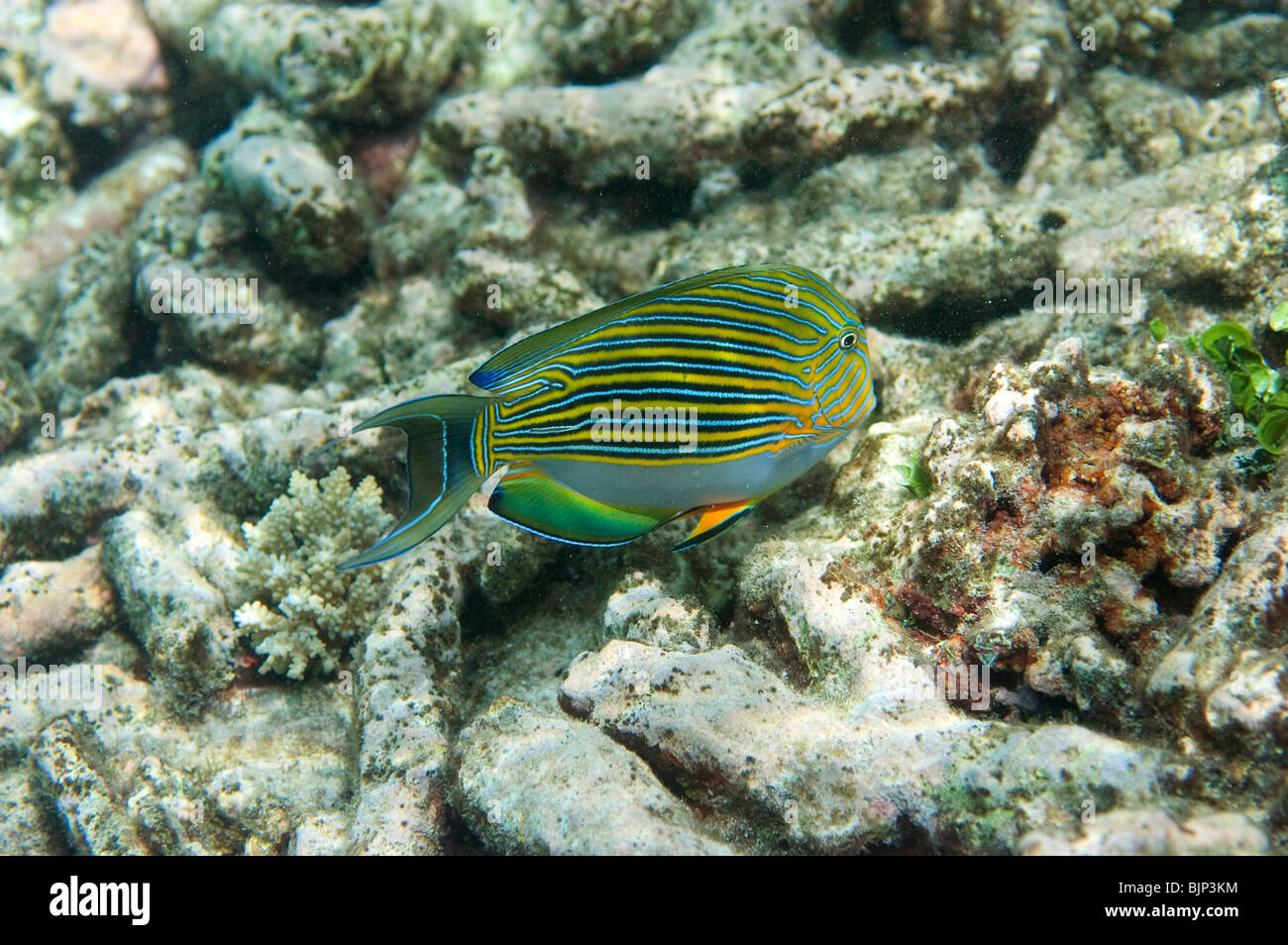 Lined surgeonfish acanthurus lineatus hi-res stock photography and ...