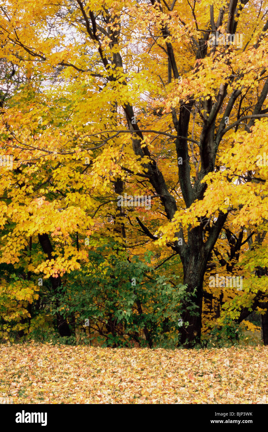 Maple leaves hi-res stock photography and images - Alamy