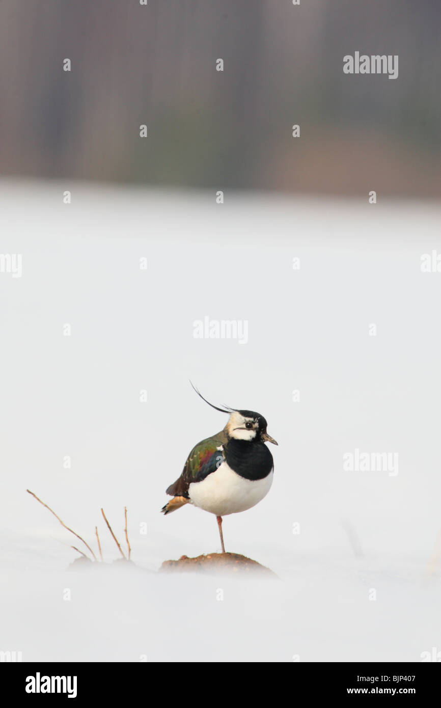 Estonian spring hi-res stock photography and images - Alamy