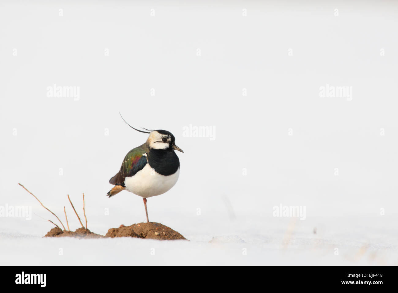 Vanellus vanellus spring hi-res stock photography and images - Alamy