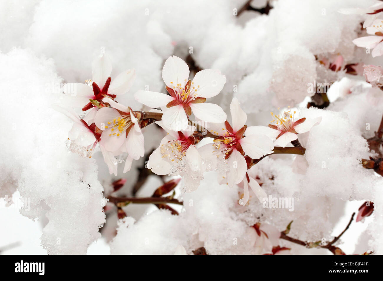 Almond flowers and snow Stock Photo - Alamy