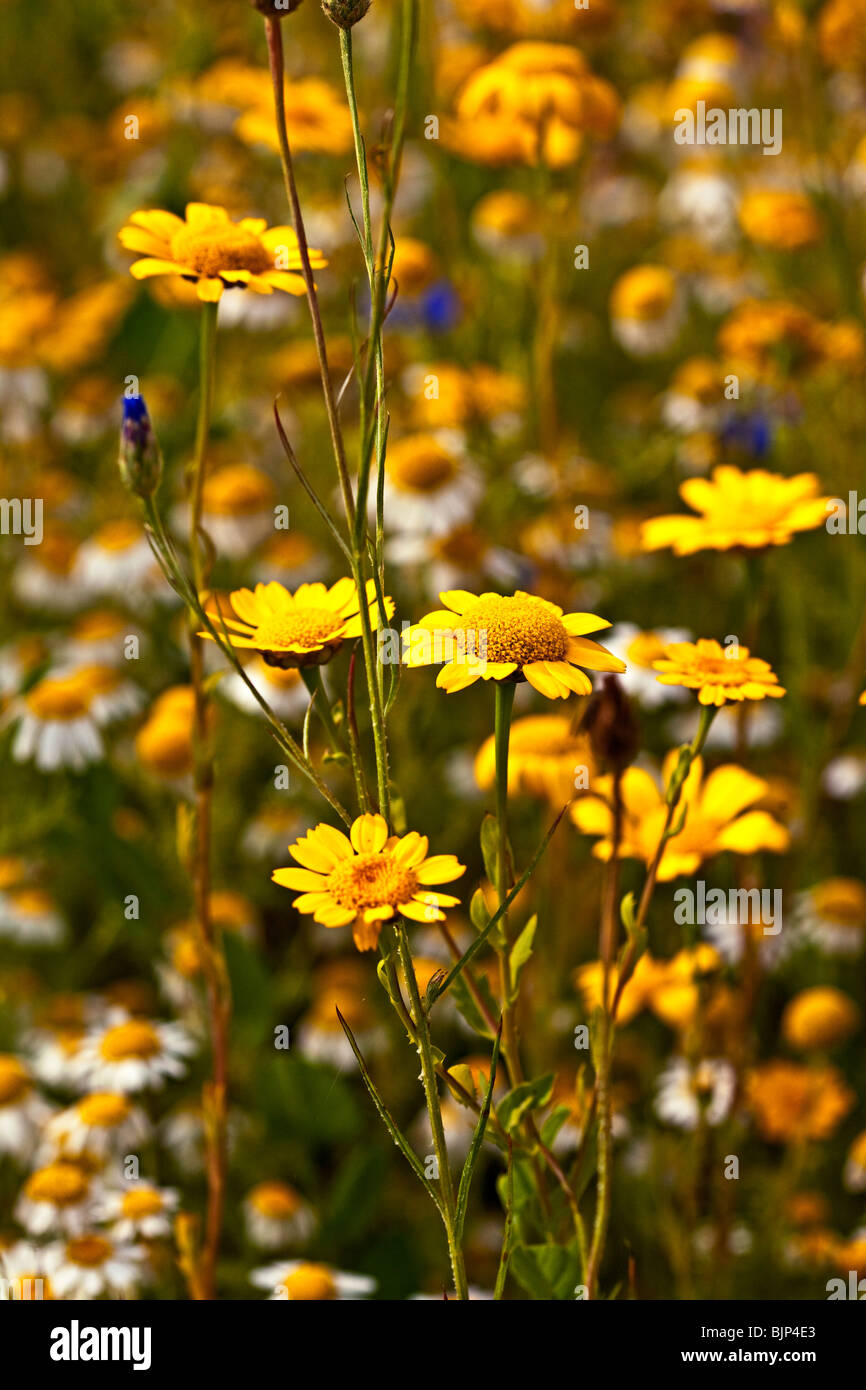 Corn Marigold Chrysanthemum segetum Stock Photo - Alamy