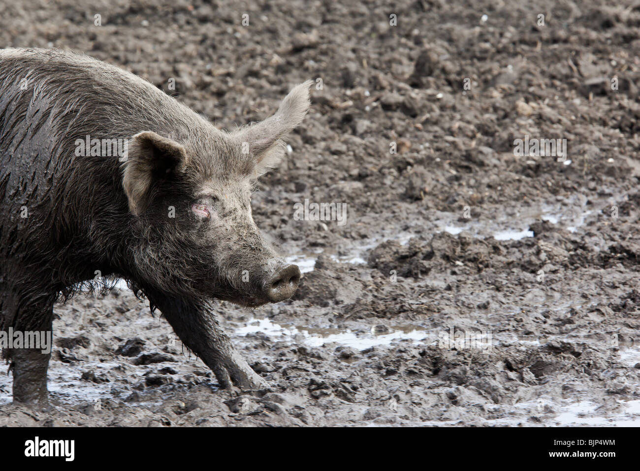 Pig covered in mud hi-res stock photography and images - Alamy