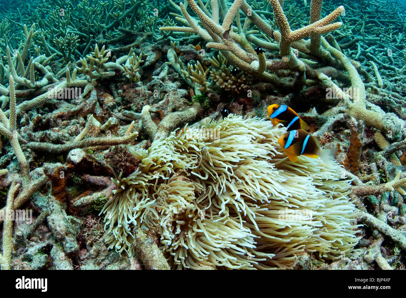 Anemone Fish in Chuuk, Micronesia Stock Photo - Alamy