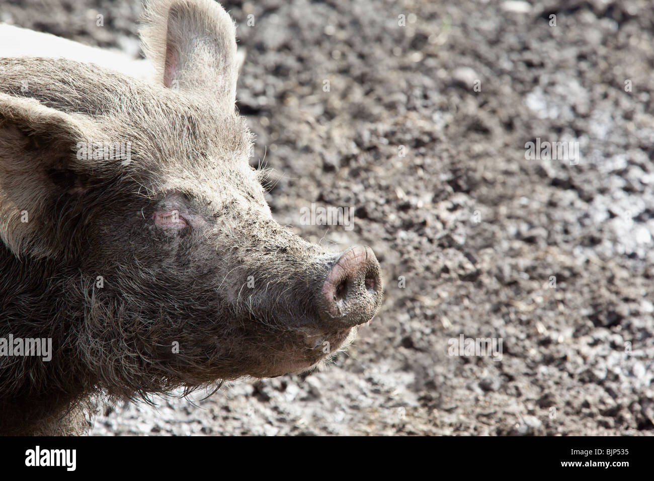 Pig in mud hi-res stock photography and images - Alamy