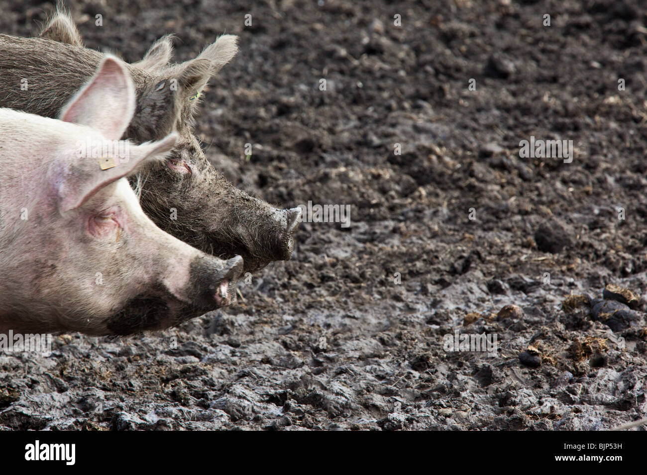 Two pigs in mud hi-res stock photography and images - Alamy