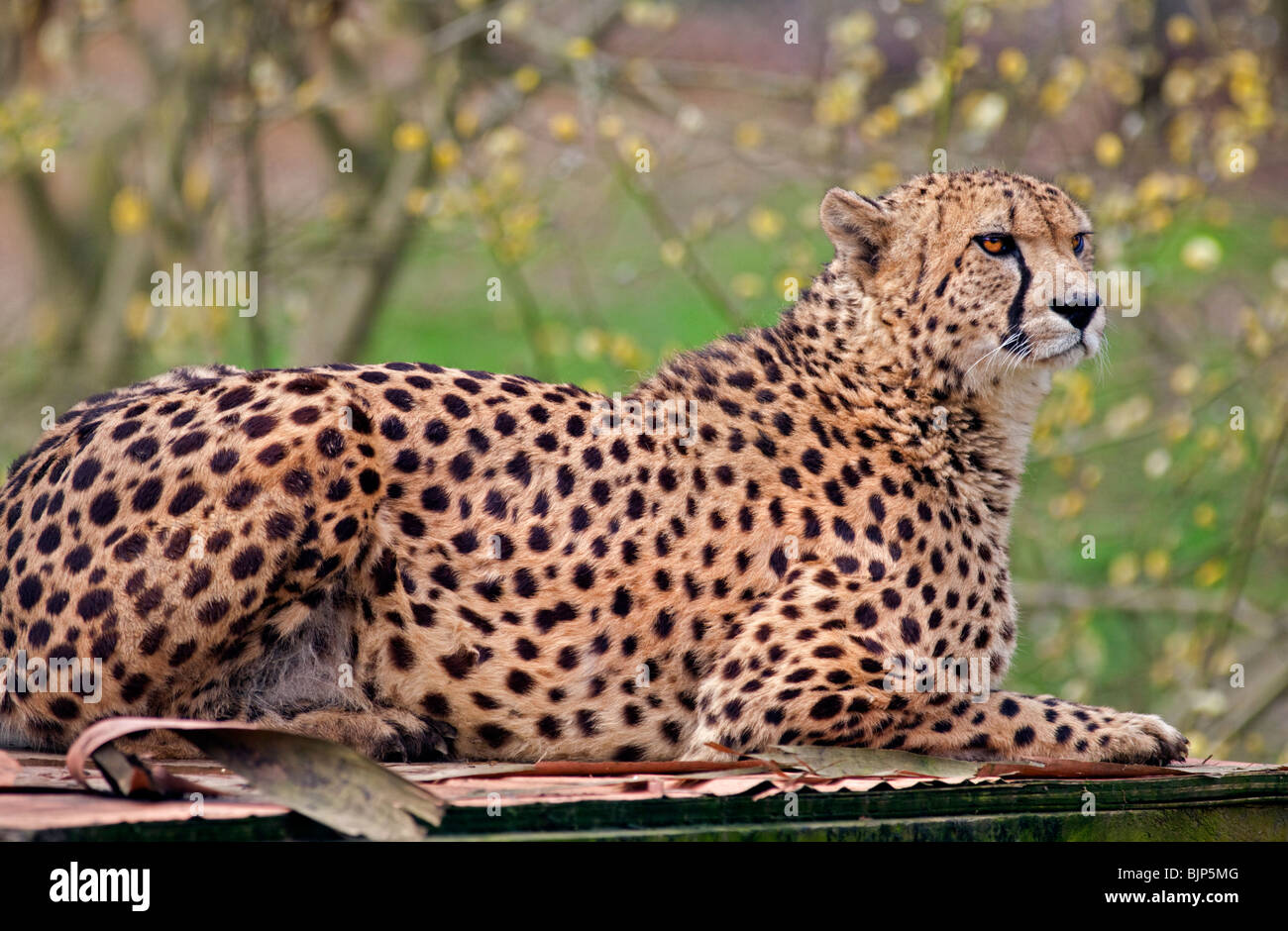 Cheetah (acinonyx jubatus Stock Photo - Alamy