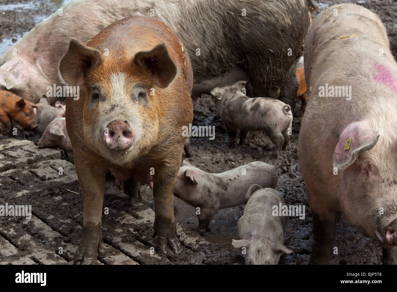 A brown pig feeds her young among a crowd of white pigs; Witzwil ...
