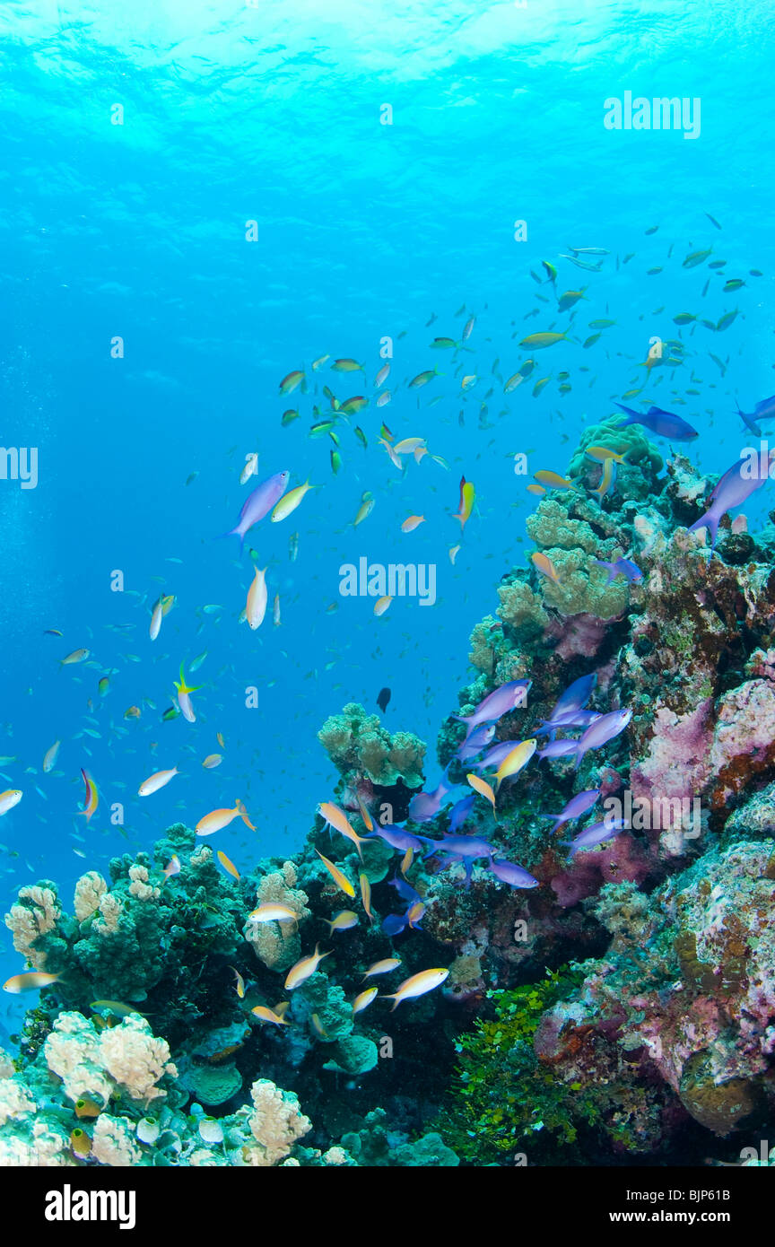 Tropical fishes and coral reef in Chuuk, Micronesia Stock Photo - Alamy