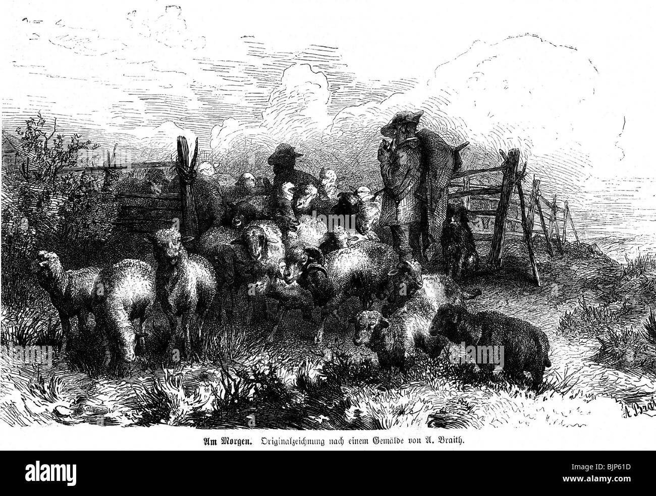 agriculture / farming, sheep farming, shepherd out at feed in the ...