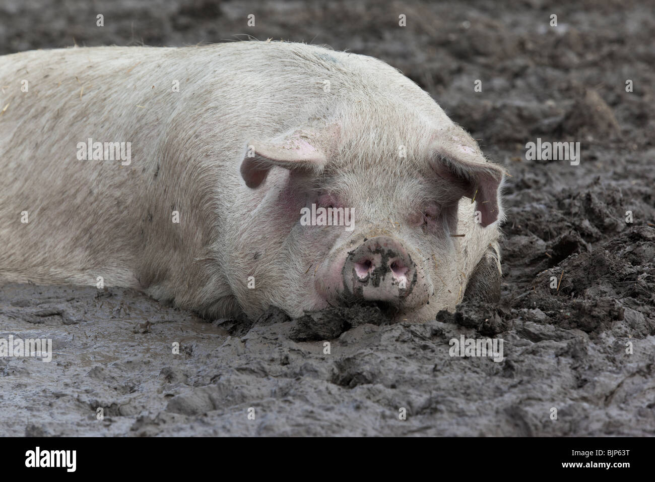 Pig in mud on farm hi-res stock photography and images - Alamy