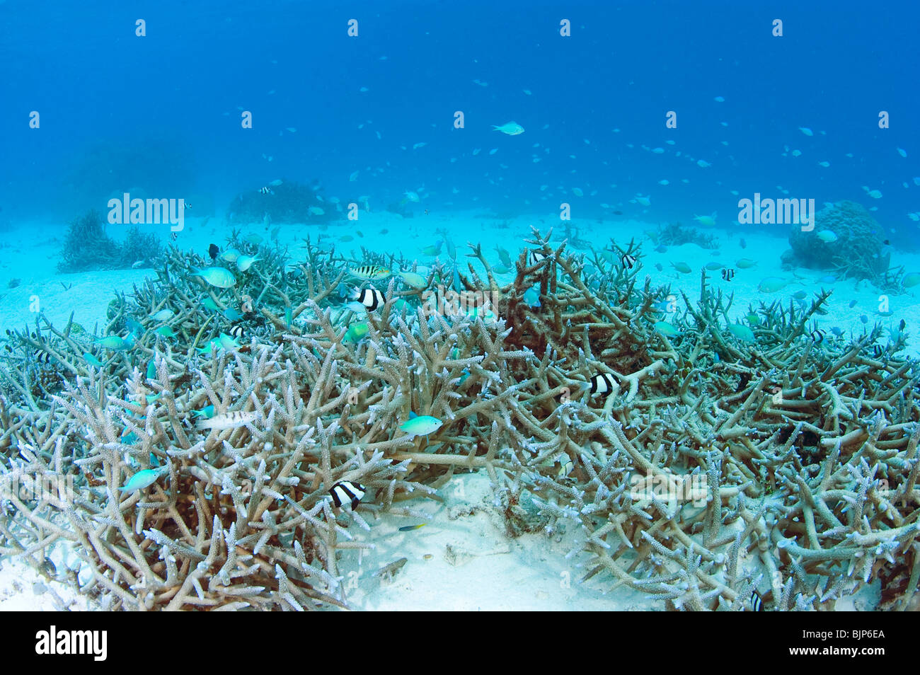 Tropical fishes and coral reef in Chuuk, Micronesia Stock Photo - Alamy