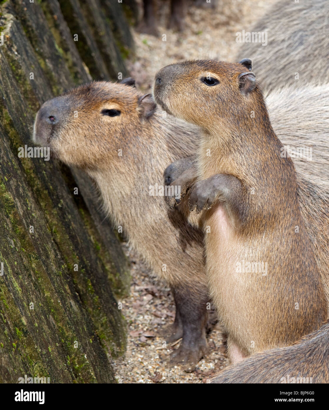 Capybara hi-res stock photography and images - Alamy