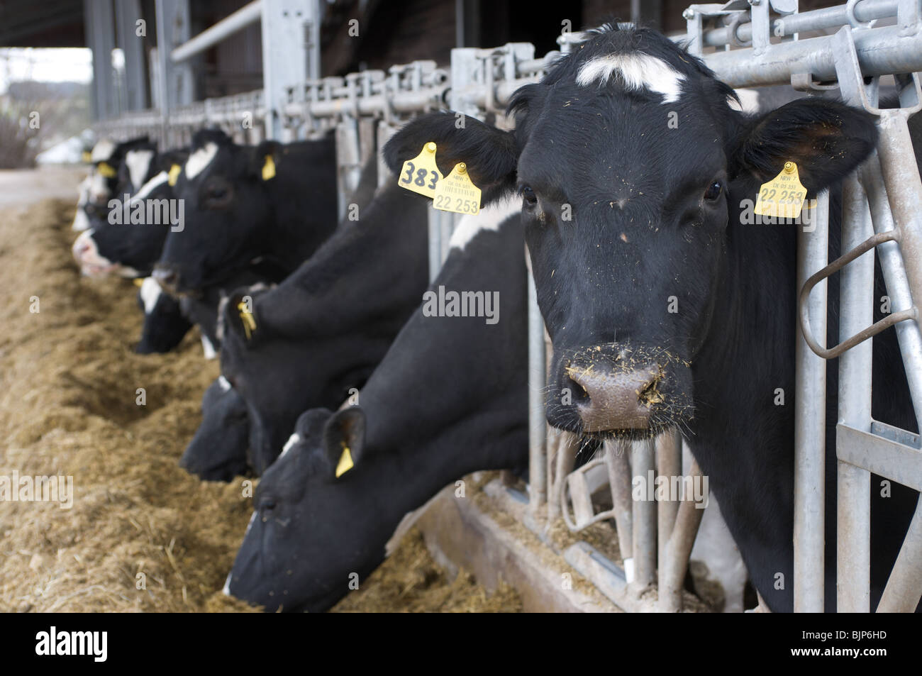 Holstein-Friesian dairy cattle on a farm in Germany Stock Photo - Alamy