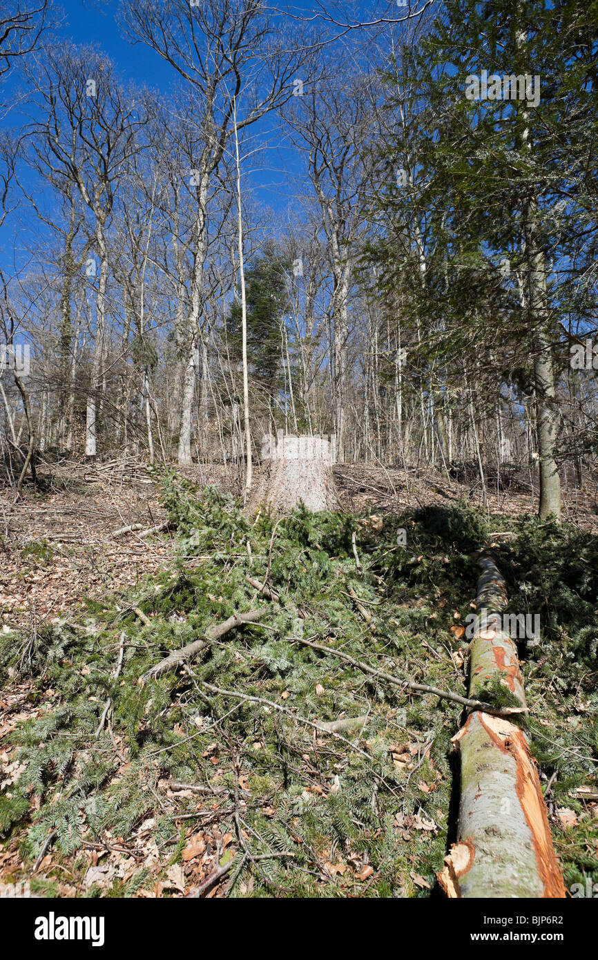 Sustainable logging in Switzerland. Charles Lupica Stock Photo - Alamy