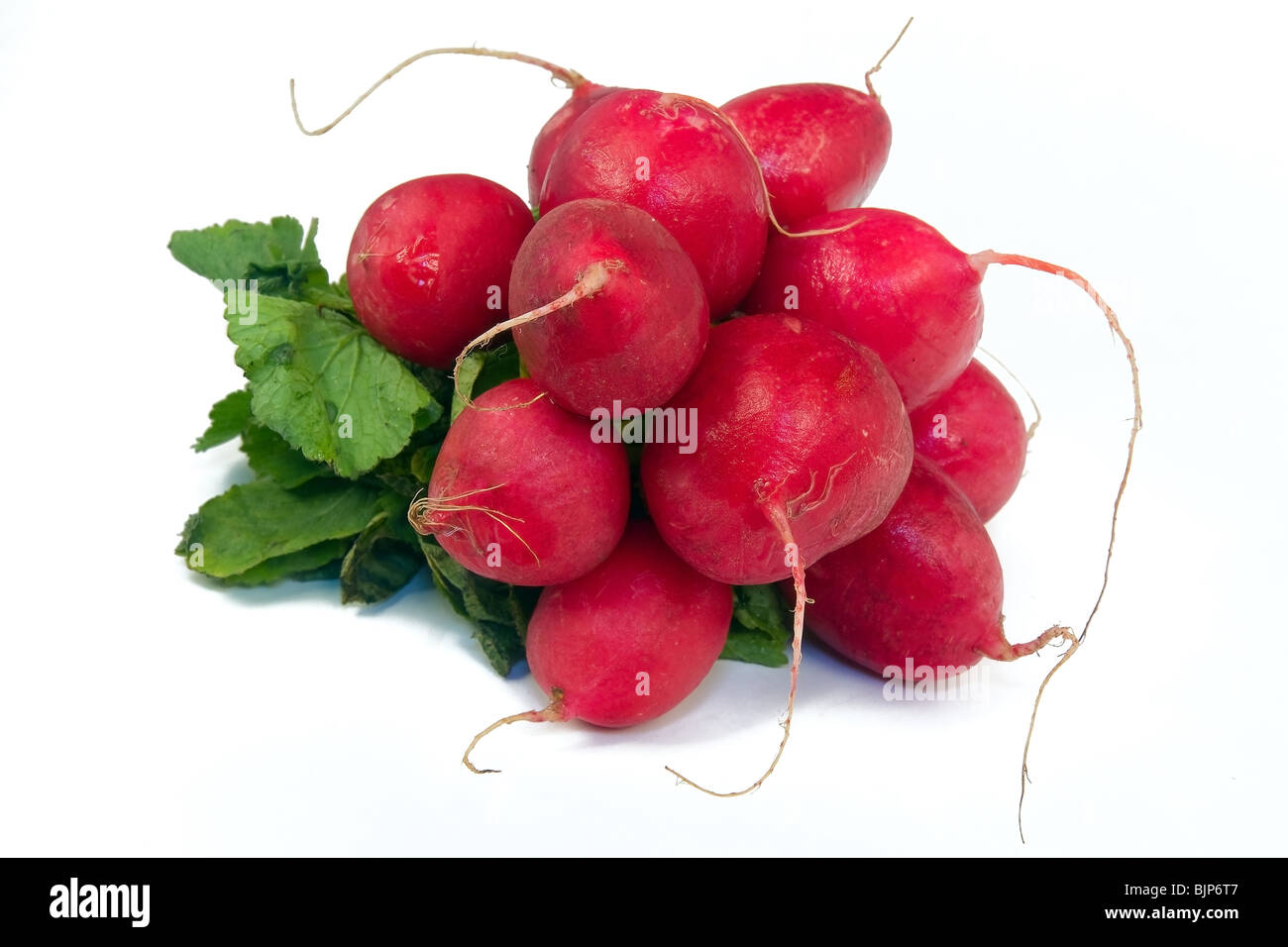 Radicula hi-res stock photography and images - Alamy