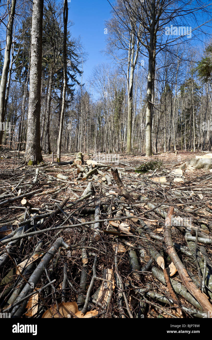 Sustainable forestry hi-res stock photography and images - Alamy