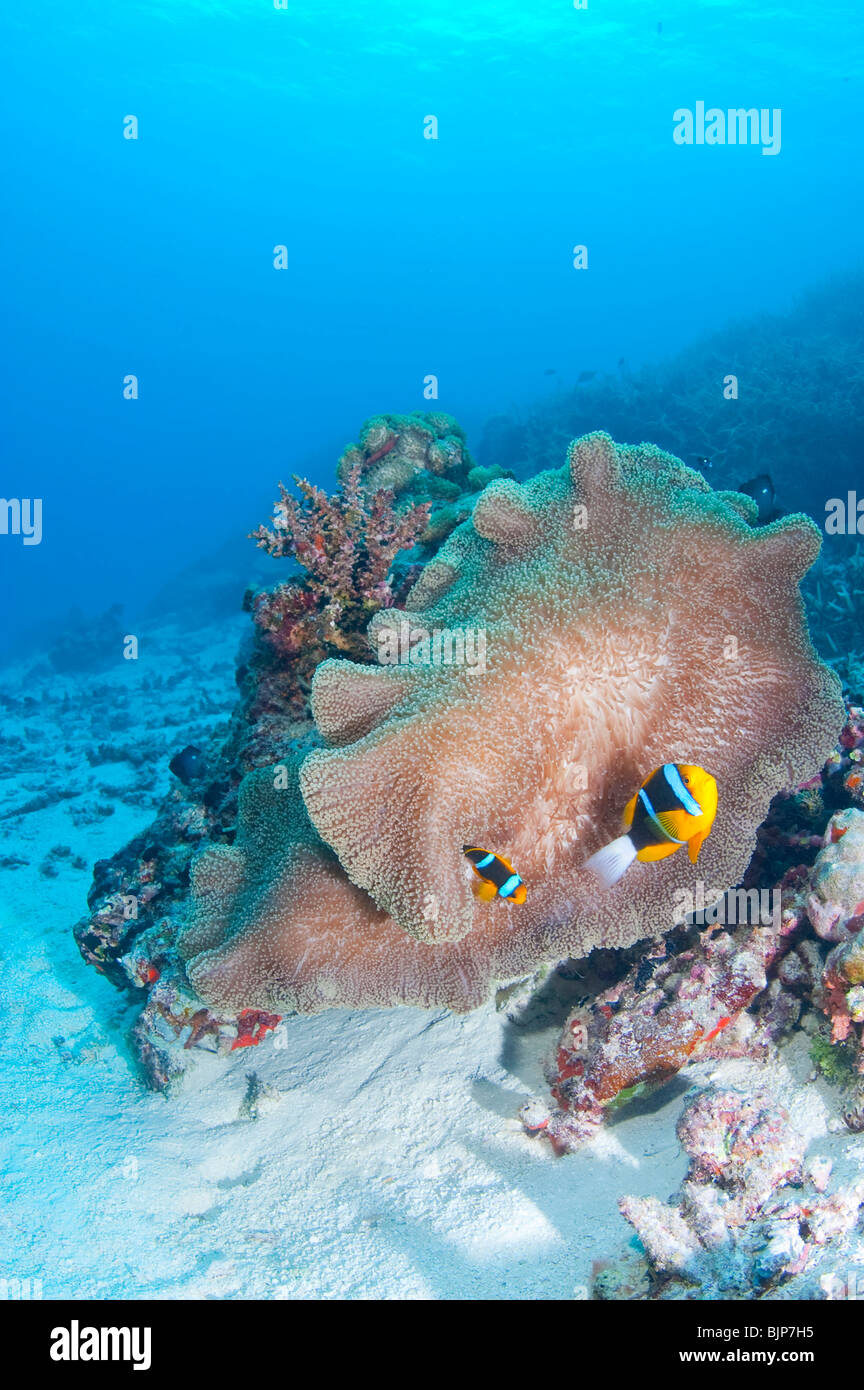 Anemone Fish in Chuuk, Micronesia Stock Photo - Alamy