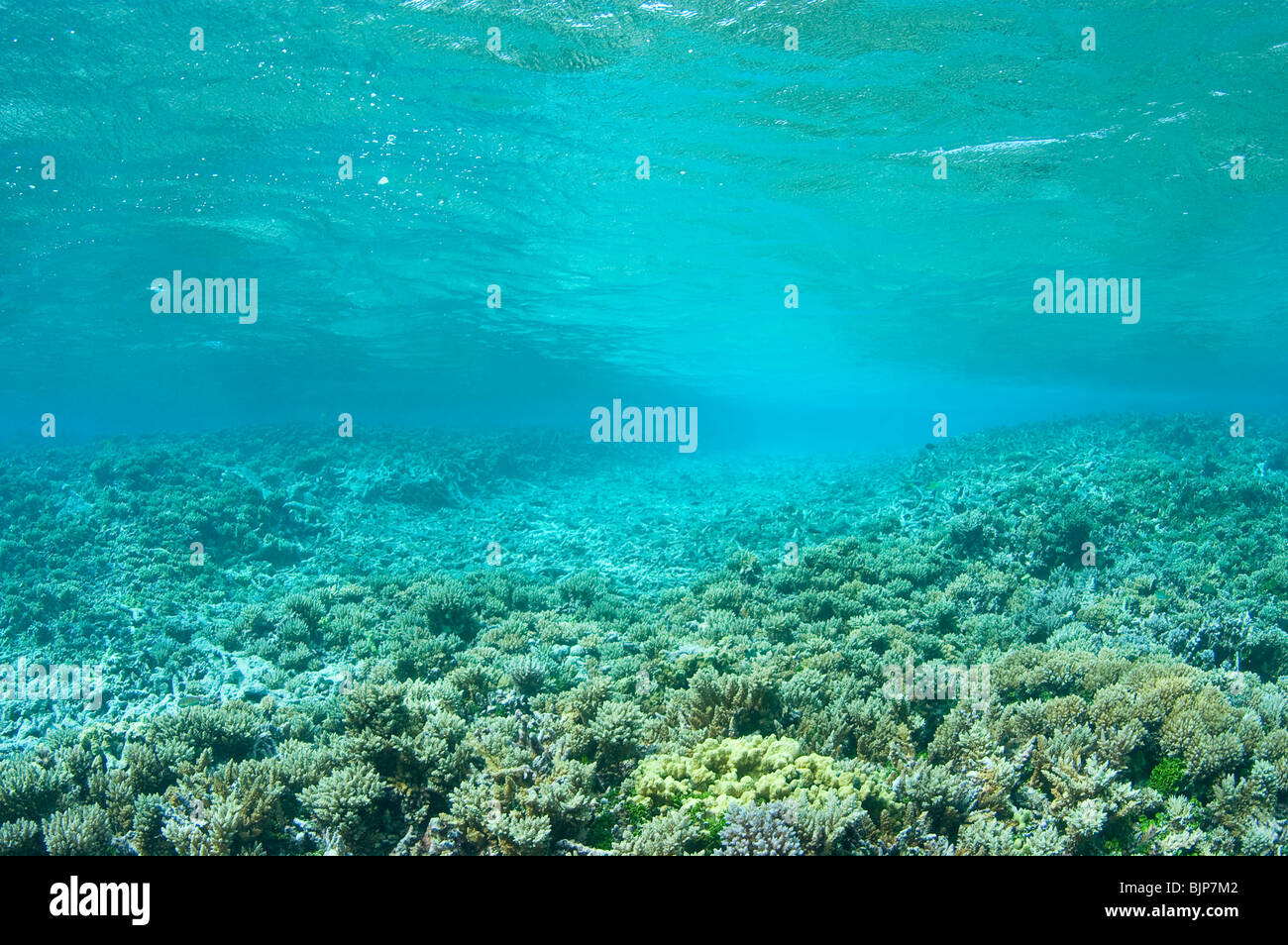 Coral Reef in Chuuk, Micronesia Stock Photo - Alamy