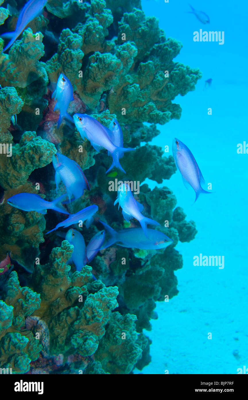 Tropical fishes and coral reef in Chuuk, Micronesia Stock Photo - Alamy