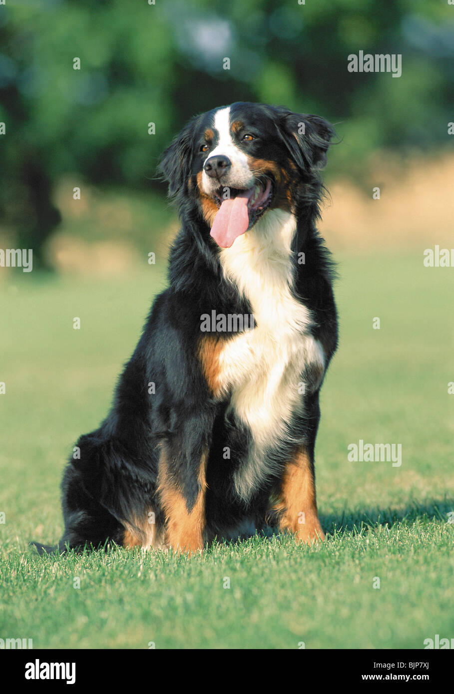 Bernese mountain dog Stock Photo - Alamy