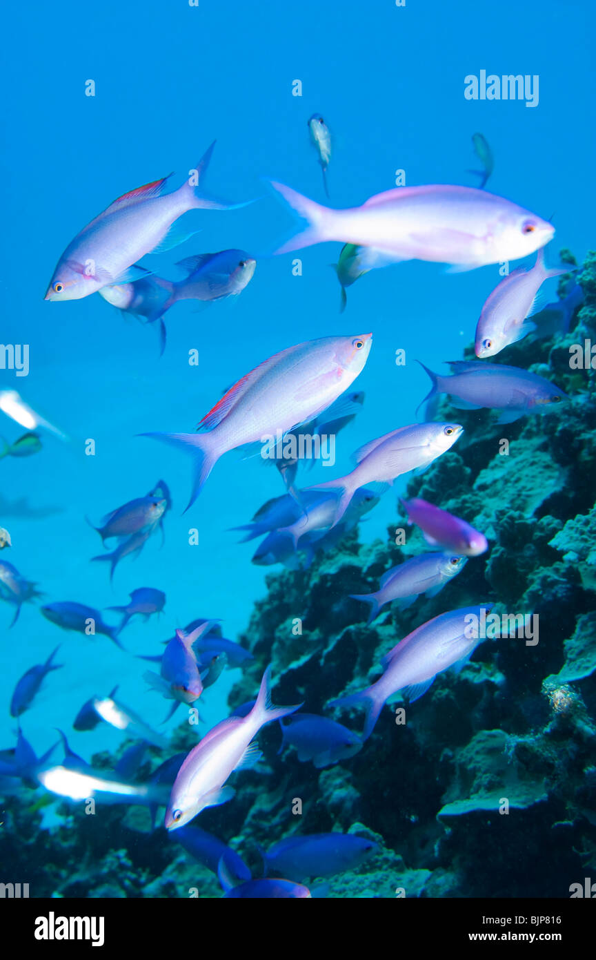 Tropical fishes and coral reef in Chuuk, Micronesia Stock Photo - Alamy