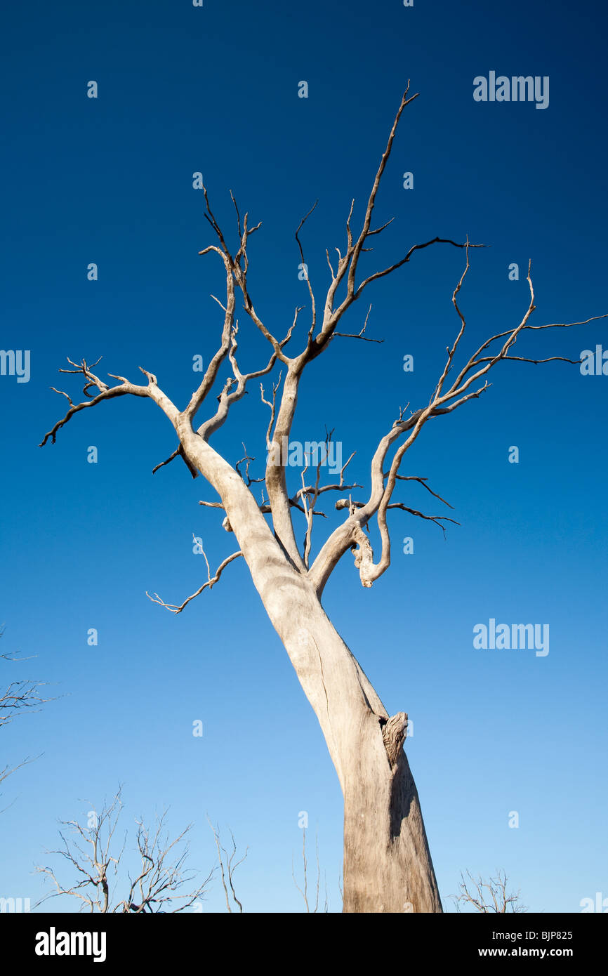Trees that were killed when drowned by the creation of Lake Eildon ...
