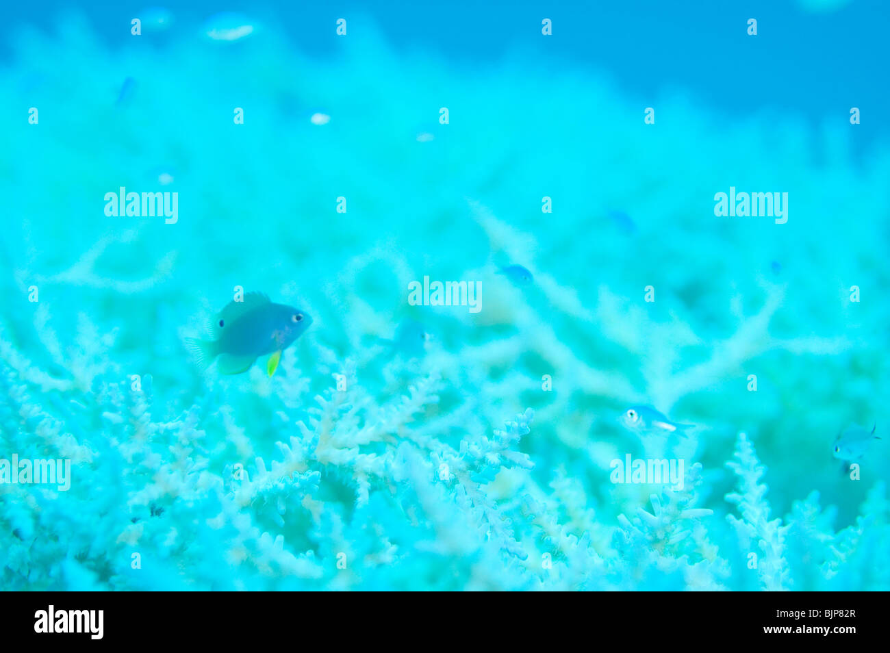 Notata hi-res stock photography and images - Alamy