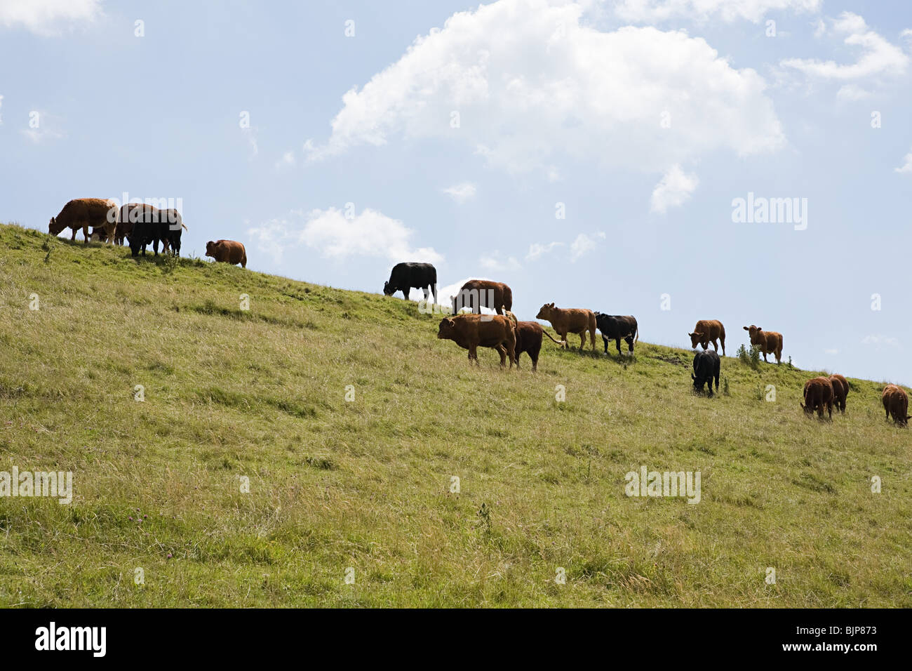 Cows that type hi-res stock photography and images - Alamy