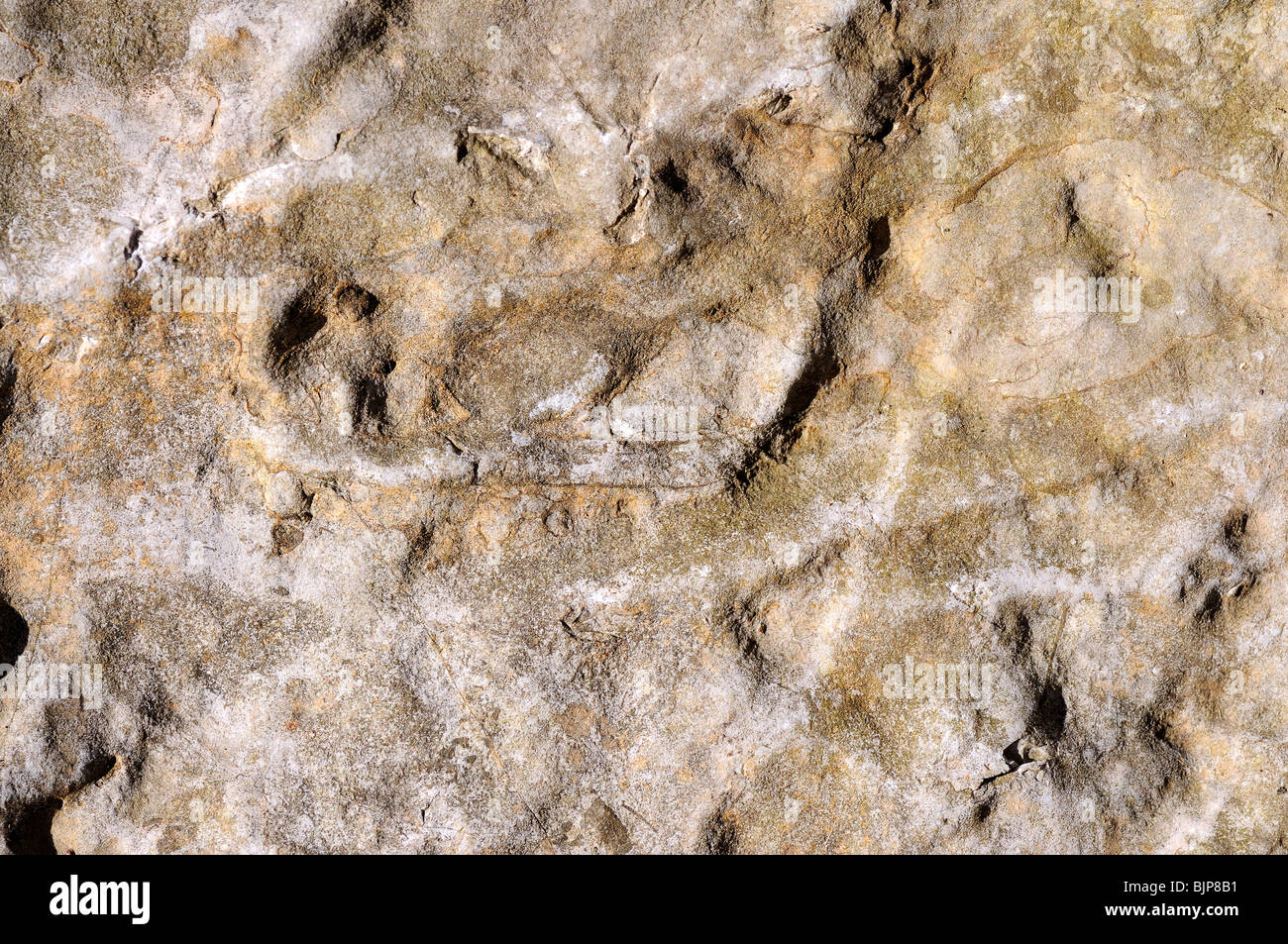 Texture and patterns in limestone Stock Photo - Alamy