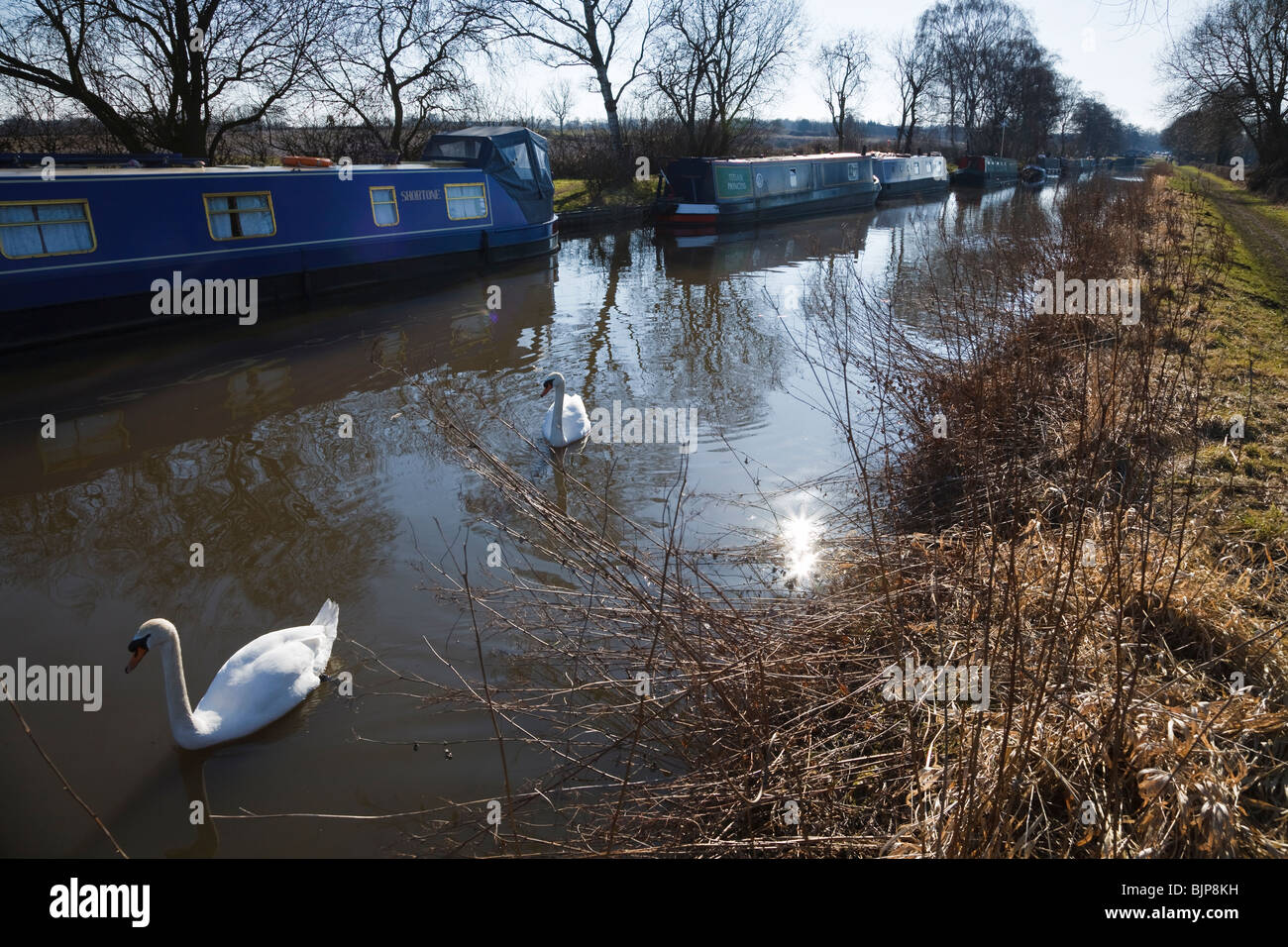 Swans on the Trent and Mersey Canal, Fradley, Staffordshire, England ...