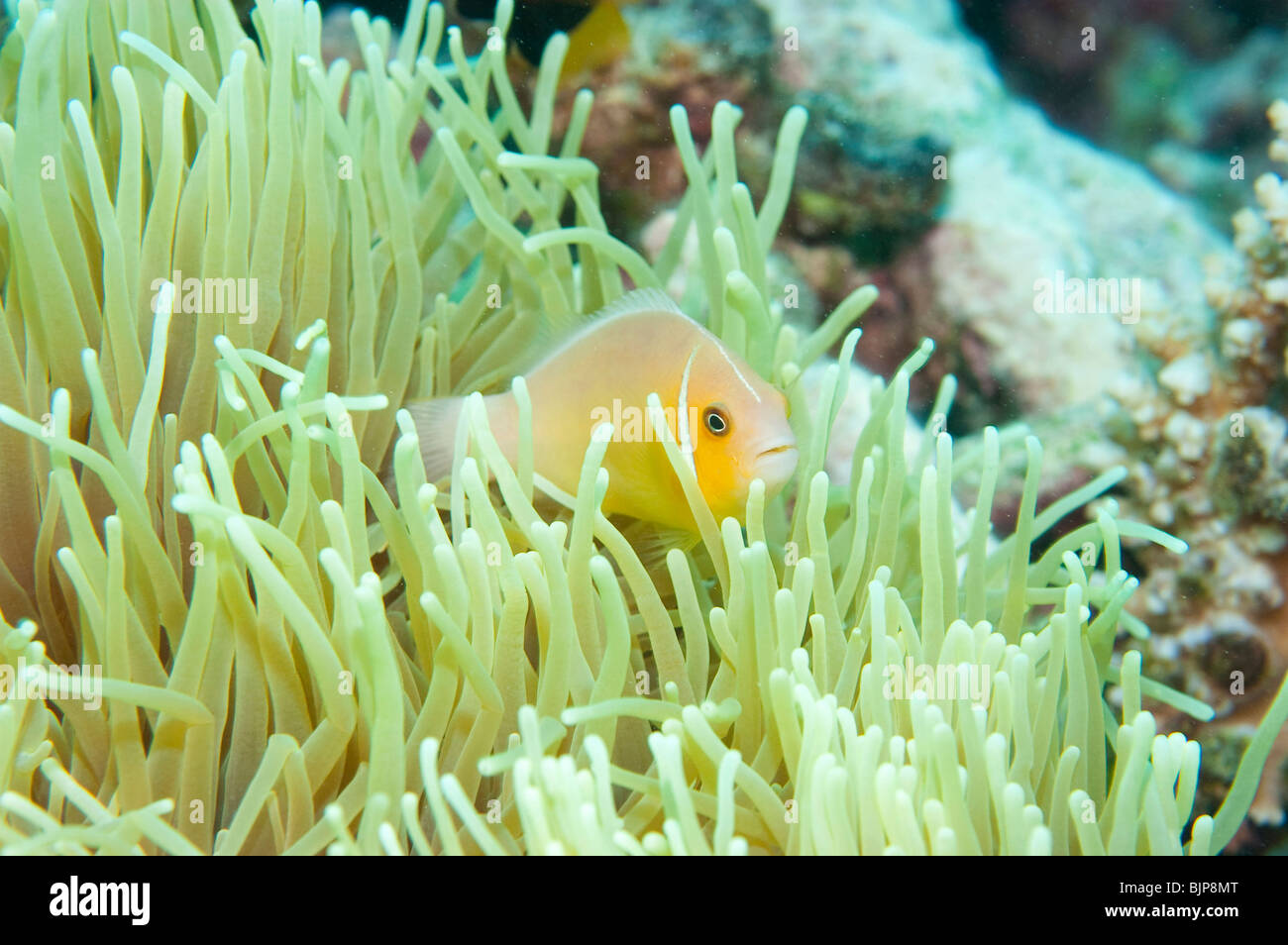 Anemone Fish in Chuuk, Micronesia Stock Photo - Alamy
