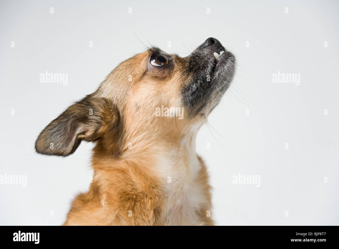 Dog looking up Stock Photo - Alamy