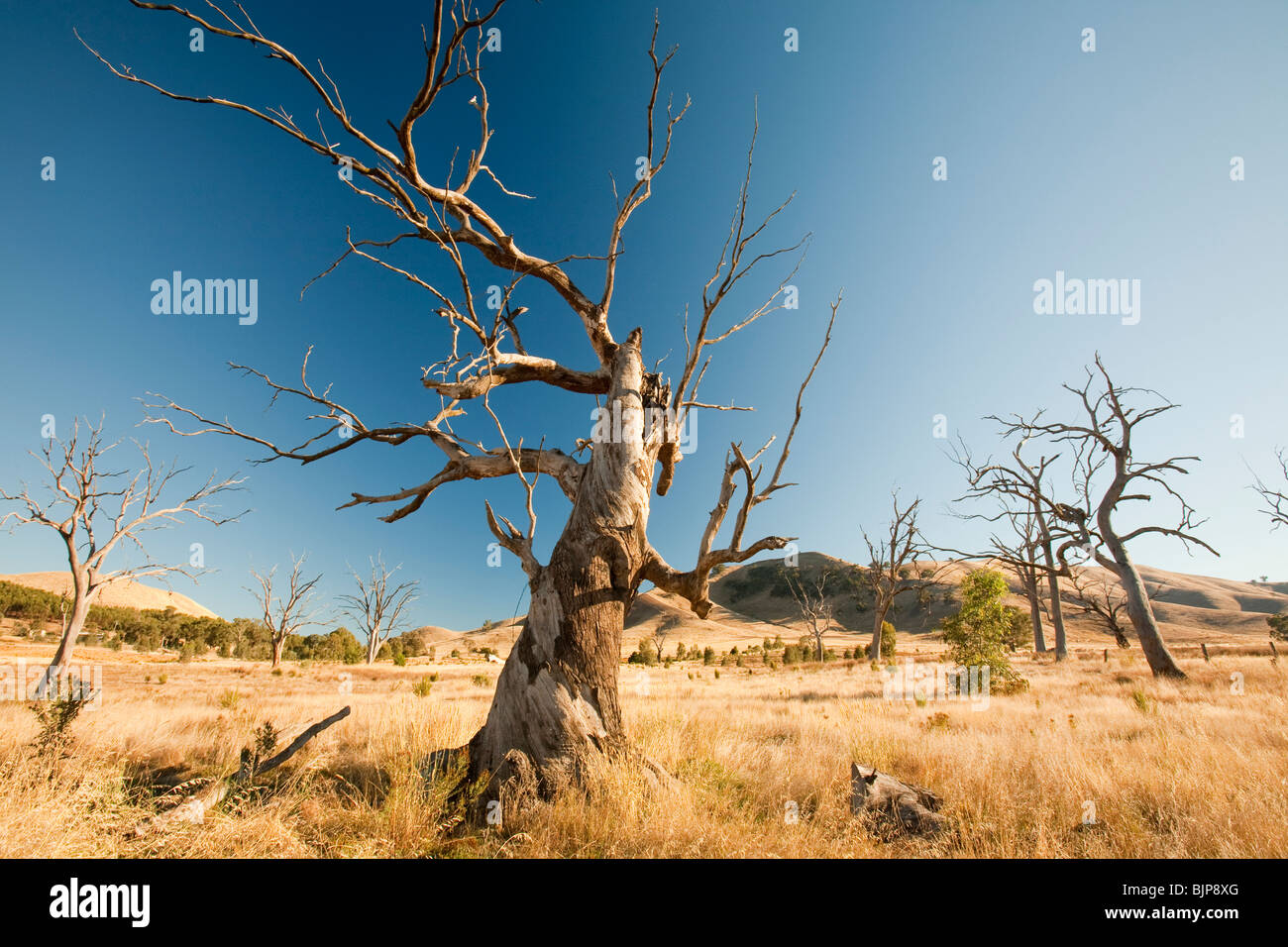 Trees that were killed when drowned by the creation of Lake Eildon ...