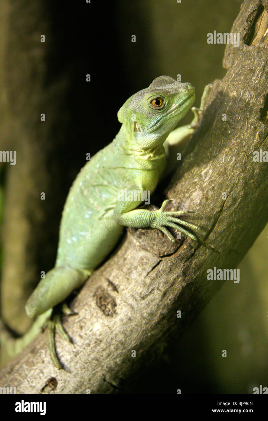 Basilisk lizards hi-res stock photography and images - Alamy