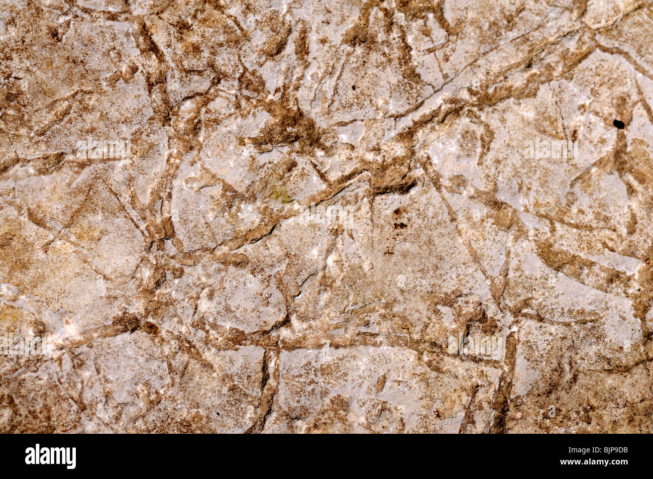 Texture and patterns in limestone Stock Photo - Alamy