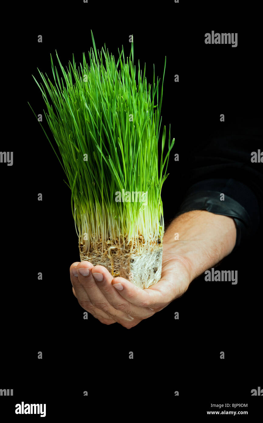 Close up of hands holding grass Stock Photo - Alamy