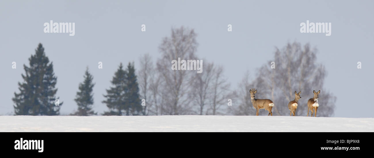 Panorama deer hi-res stock photography and images - Alamy