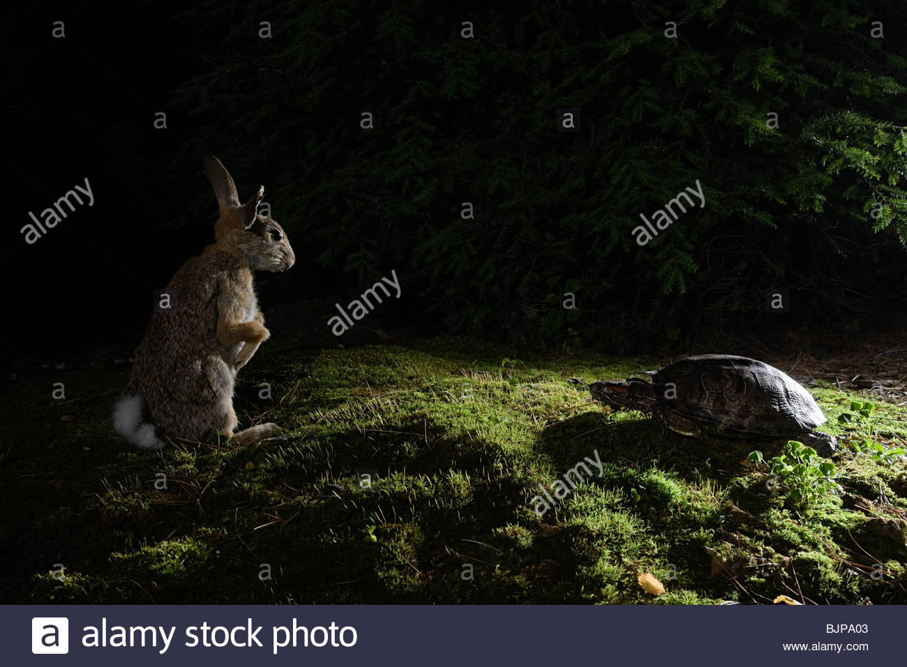 Hare And Tortoise Stock Photos & Hare And Tortoise Stock Images - Alamy