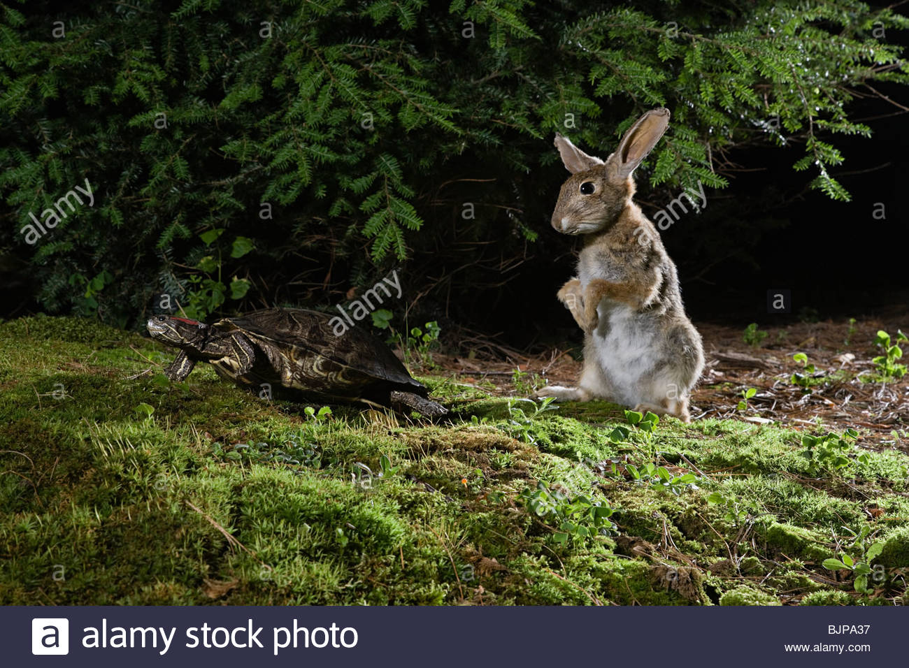 Tortoise Hare Stock Photos & Tortoise Hare Stock Images - Alamy