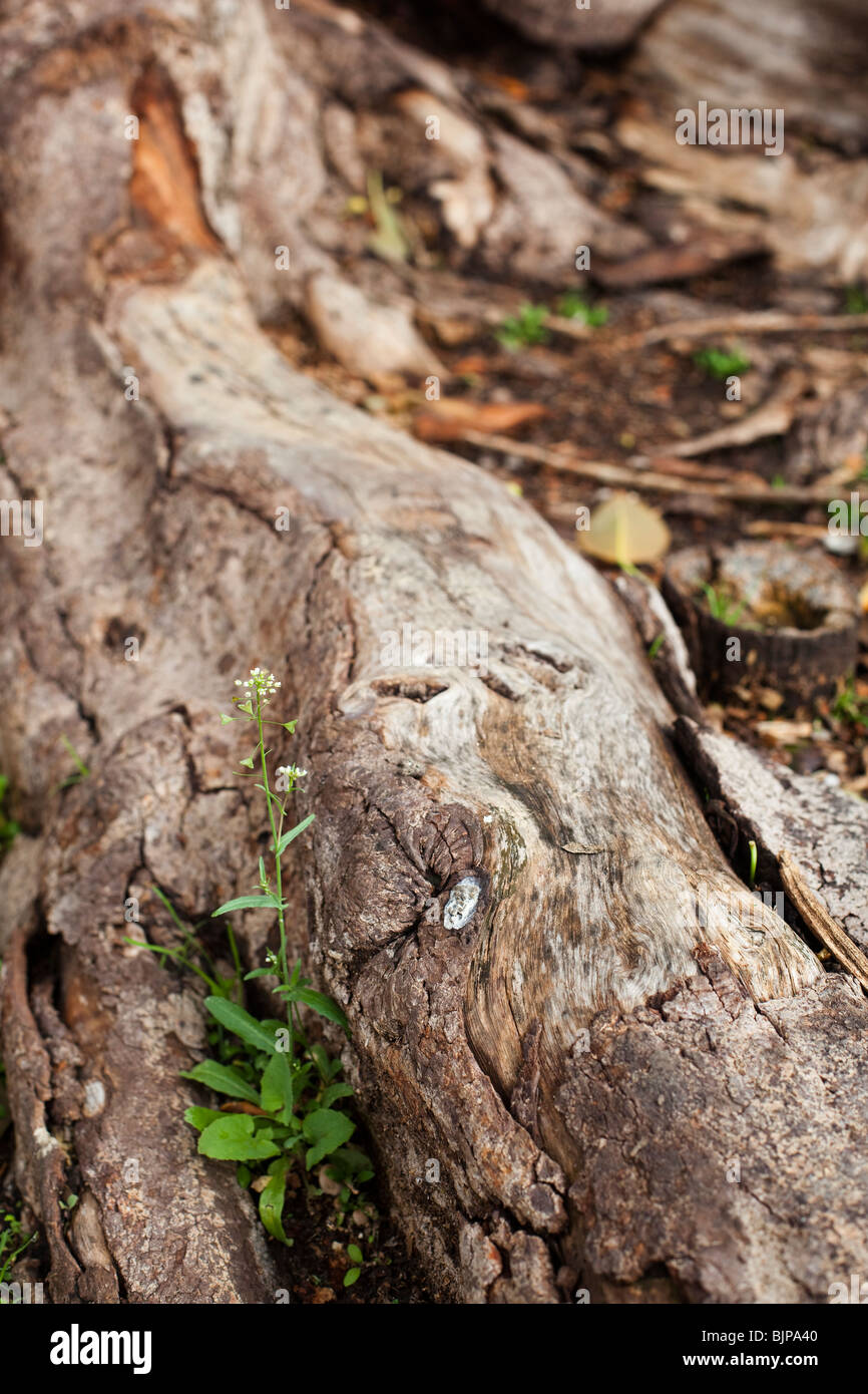 Survival of a small plant at the foot of a huge tree Stock Photo - Alamy