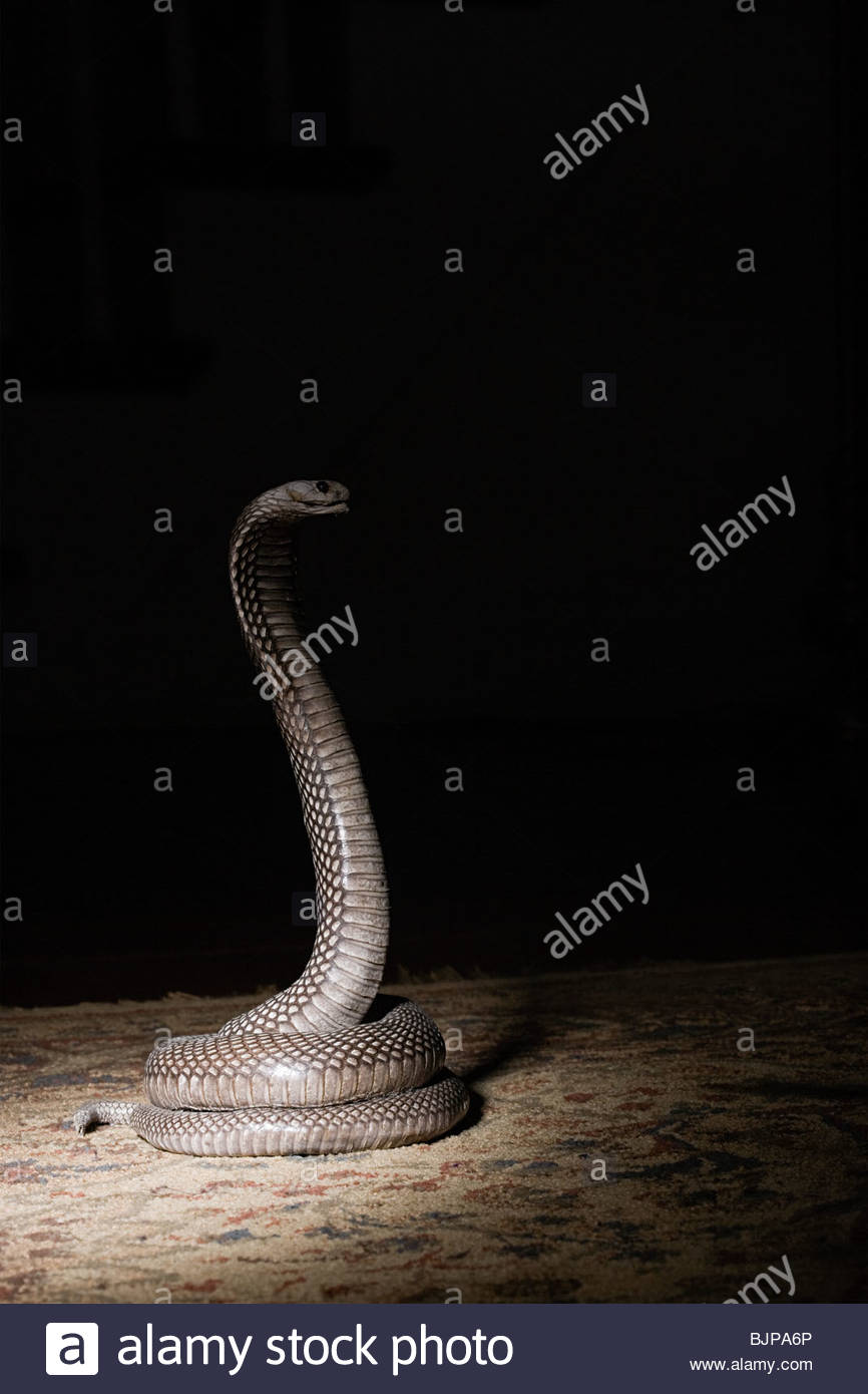Snake Fantasy Stock Photos & Snake Fantasy Stock Images - Alamy