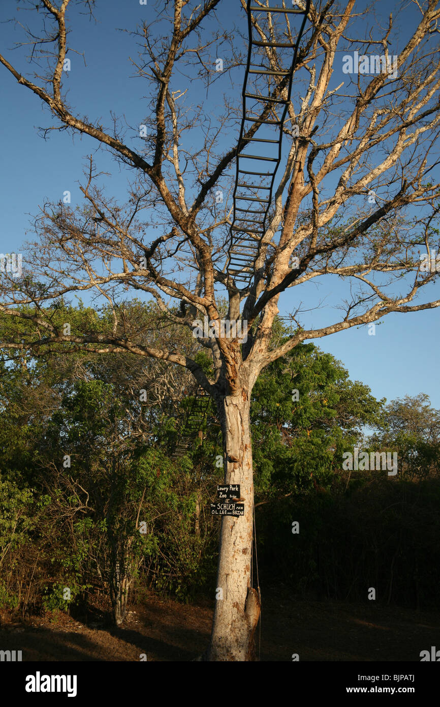 Ladders across the road for the colobus monkeys Diani beach Kenya Stock ...