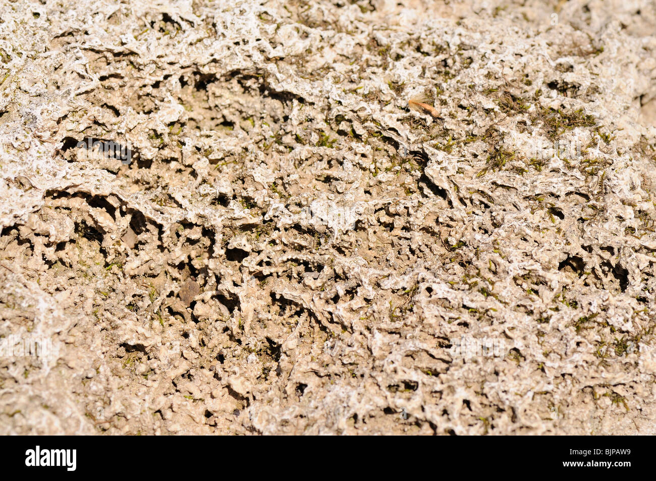 Texture and patterns in limestone Stock Photo - Alamy