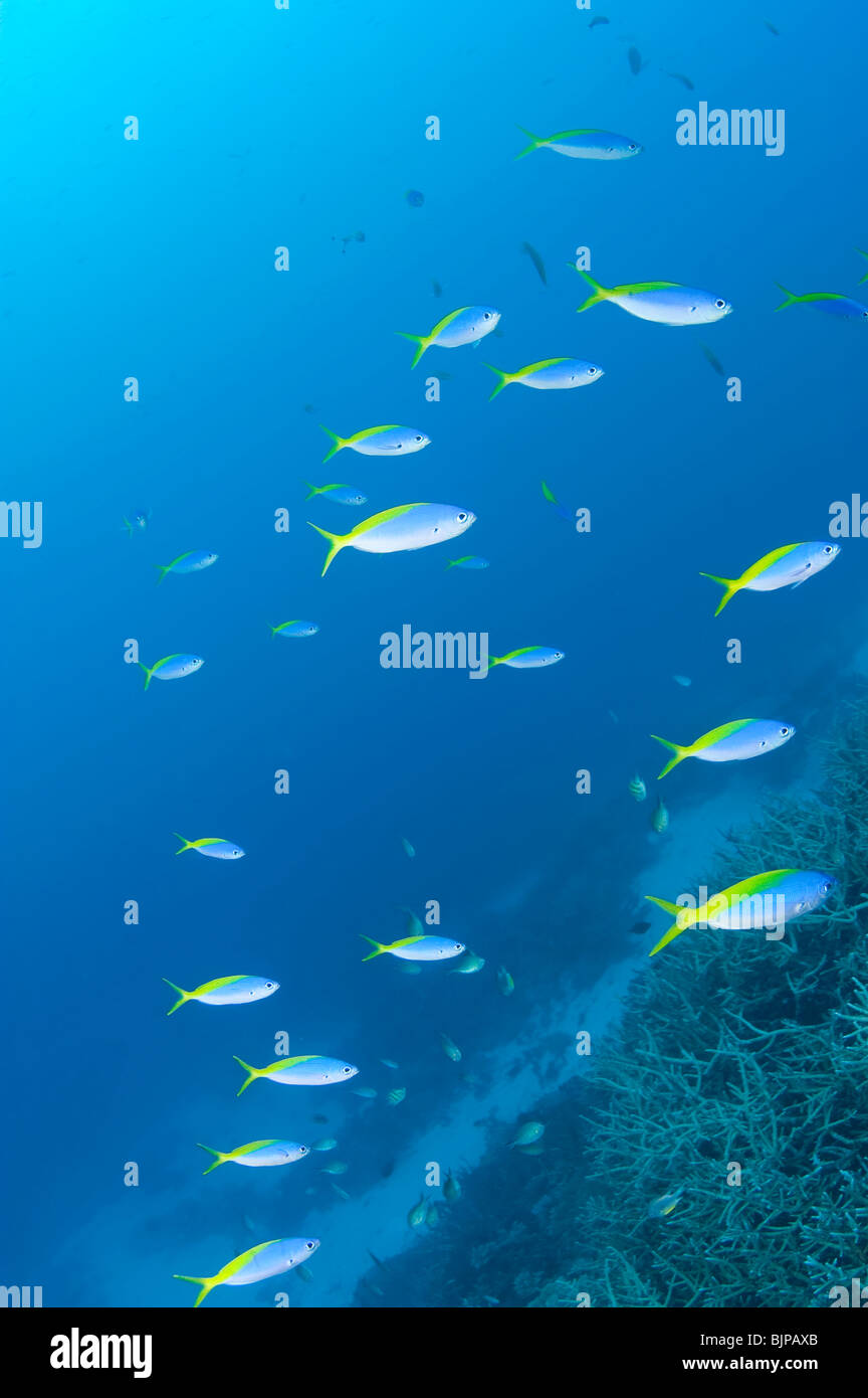 Yellowfin fusilierin, underwater view Stock Photo - Alamy