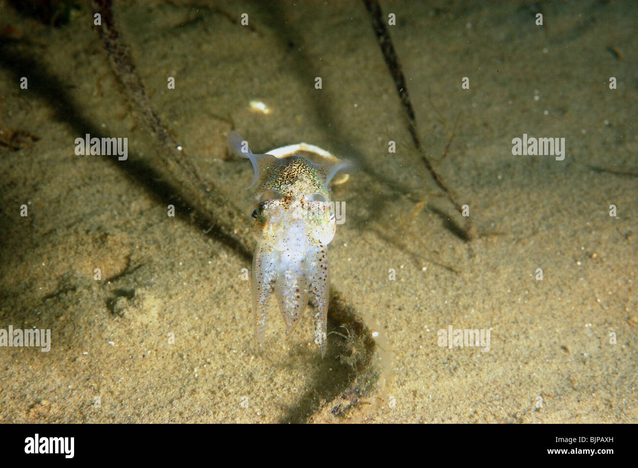 Little cuttle, Sepiola atlantica Stock Photo - Alamy