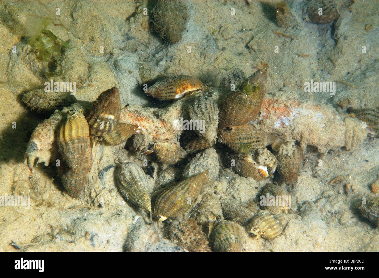 Netted Dog Whelks Hinia Reticulata High Resolution Stock Photography ...