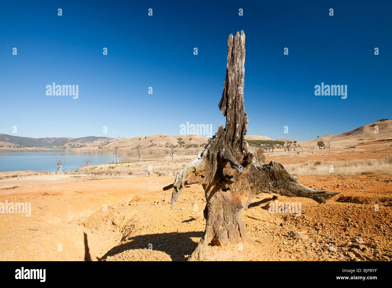 Drowned tree hi-res stock photography and images - Alamy